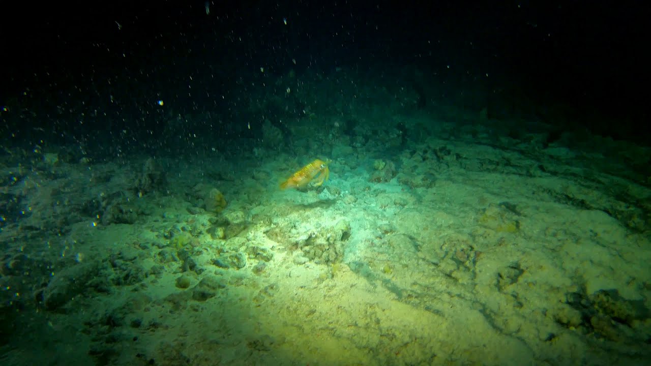 Oahu Hawaii Night Diving with Sharks - YouTube