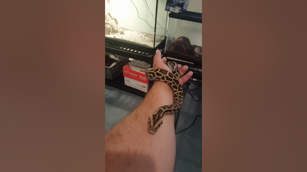 How to tame a Burmese Python - YouTube