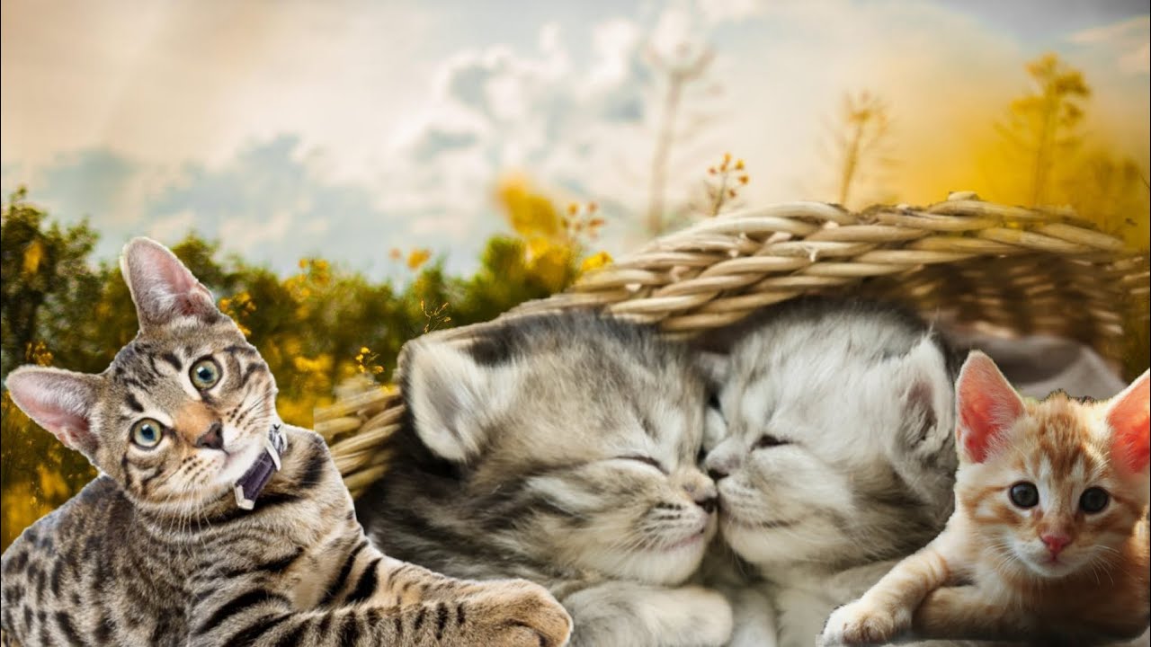 Little mini cute cats meowing - YouTube