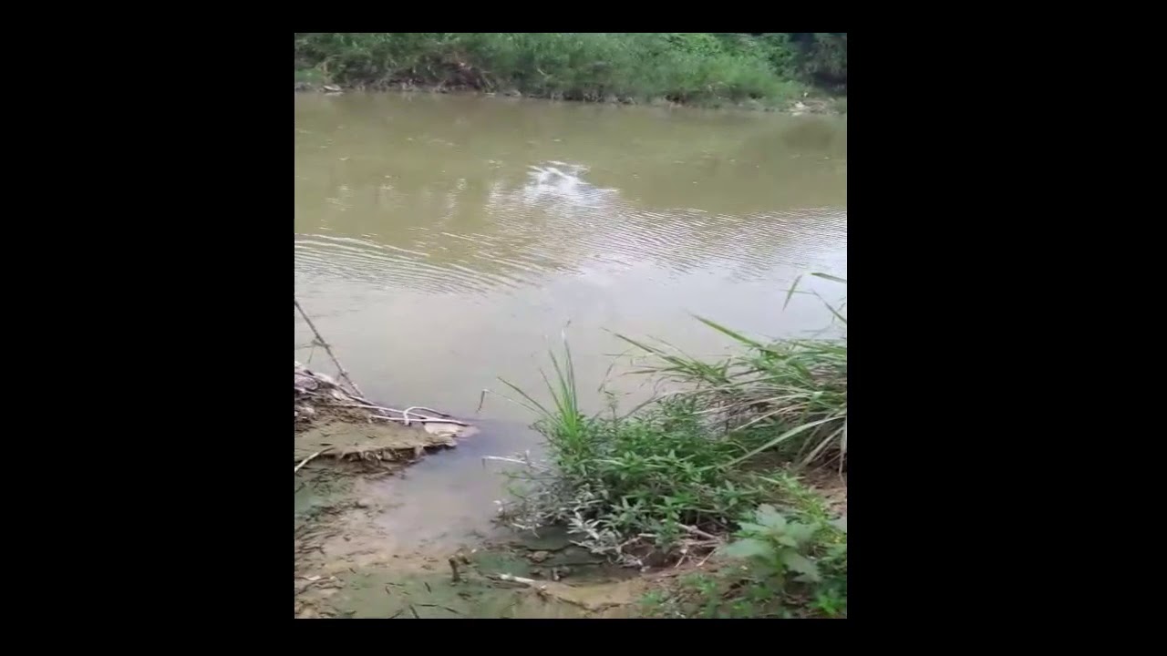 Strike Ikan Patin Sungai Dengkil #setengahjam8ekor - YouTube