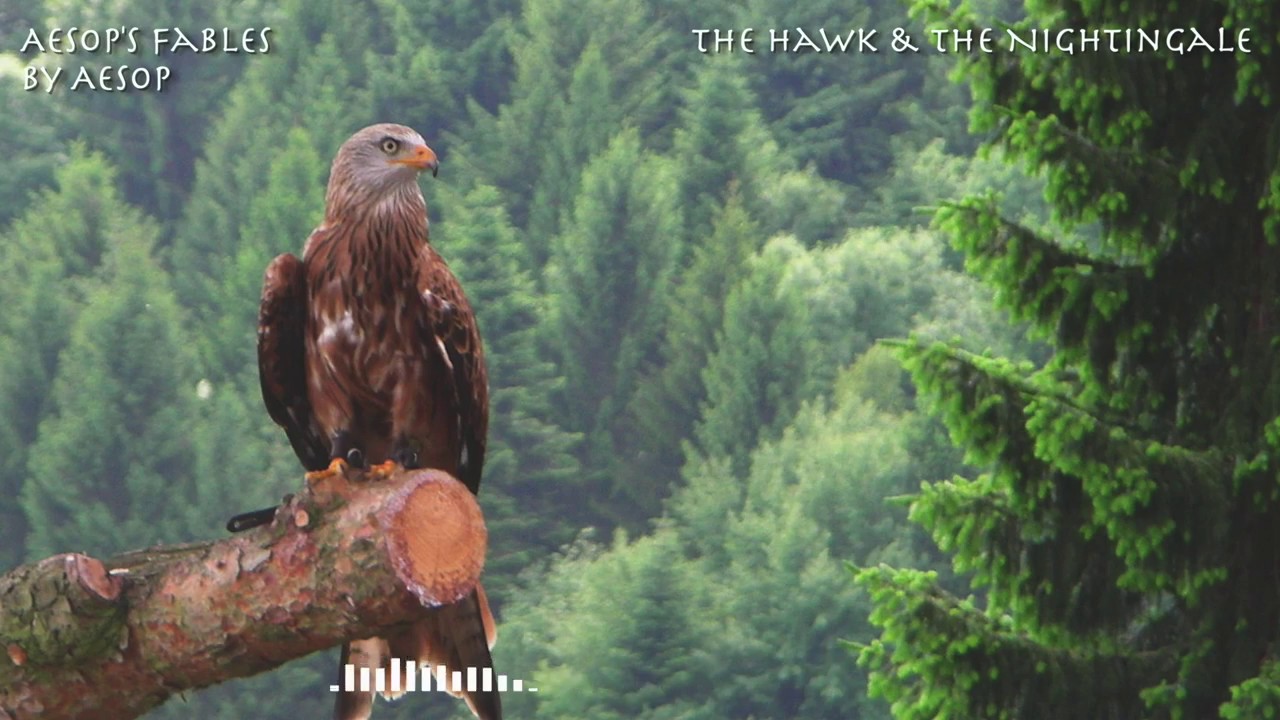 Aesop's Fables - The Hawk and the Nightingale - Audiobook - YouTube