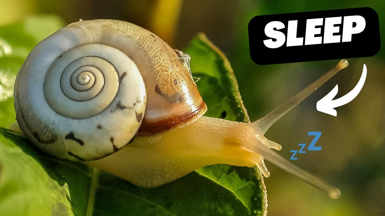How Long Can a Snail Sleep? (The Answer Will Shock You!) - YouTube