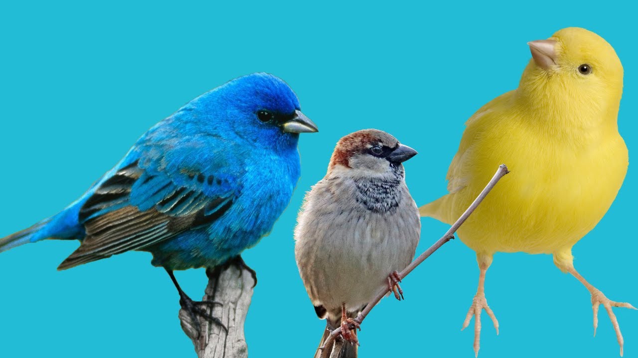 Beautiful Birds | Kurullo Nursery Song | #Kurullo #කුරුල්ලෝ | The Birds ...