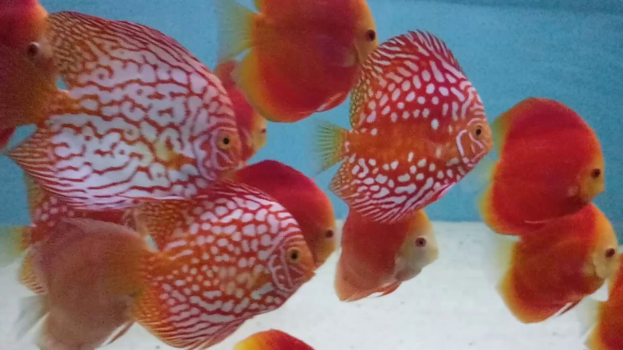 RED DISCUS - YouTube
