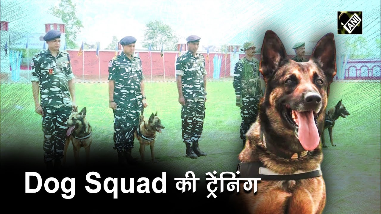 कुछ इस तरह CRPF Dog Squad को किया जाता है प्रशिक्षित | Hindi News - YouTube