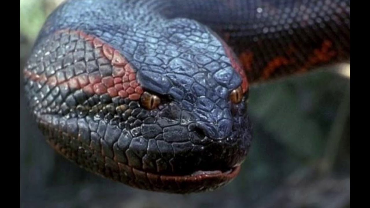 Sony’s Columbia Pictures Announces Anaconda Remake! - YouTube