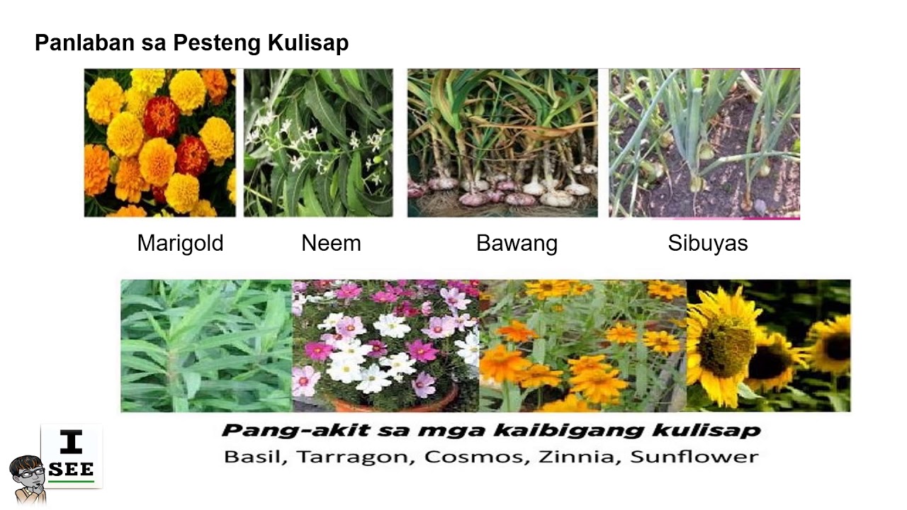 Q1 M2 LESSON 7 MASISTEMANG PAGSUGPO NG PESTE AT KULISAP SA PAMAMAGITAN ...