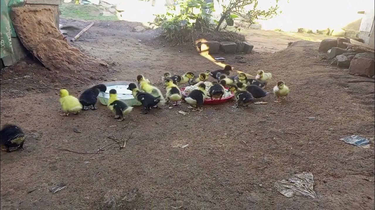 Newly hatched ducklings feeding - YouTube