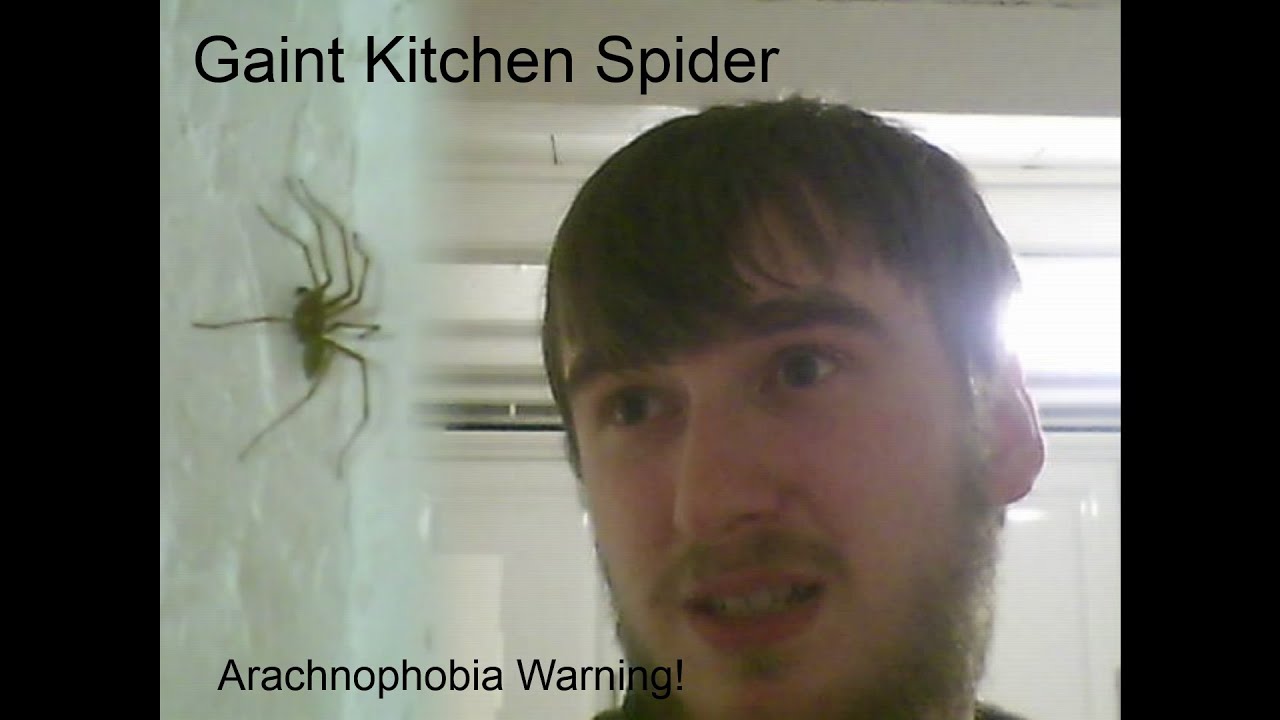 Giant Kitchen Spider - YouTube