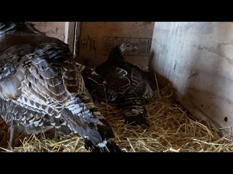 Turkey laying nests! First nest of our heritage breed turkeys! Tom gets ...
