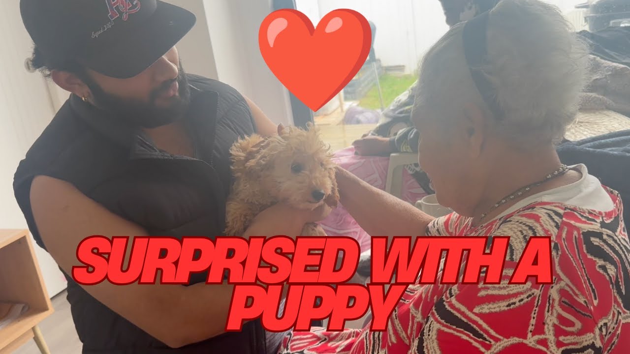 SURPRISING MY GRANDPARENTS IN NEW ZEALAND WITH A NEW PUPPY! 🐶 ️ THEY ...