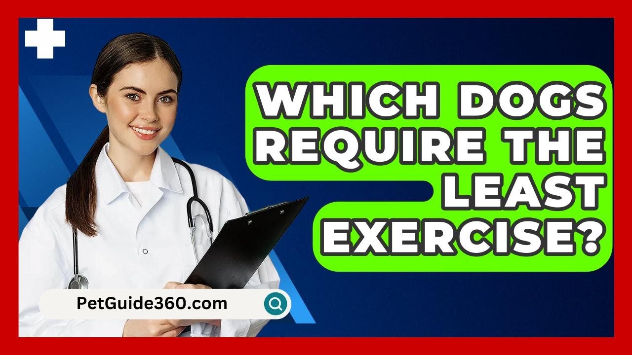Which Dogs Require The Least Exercise? - PetGuide360.com - YouTube
