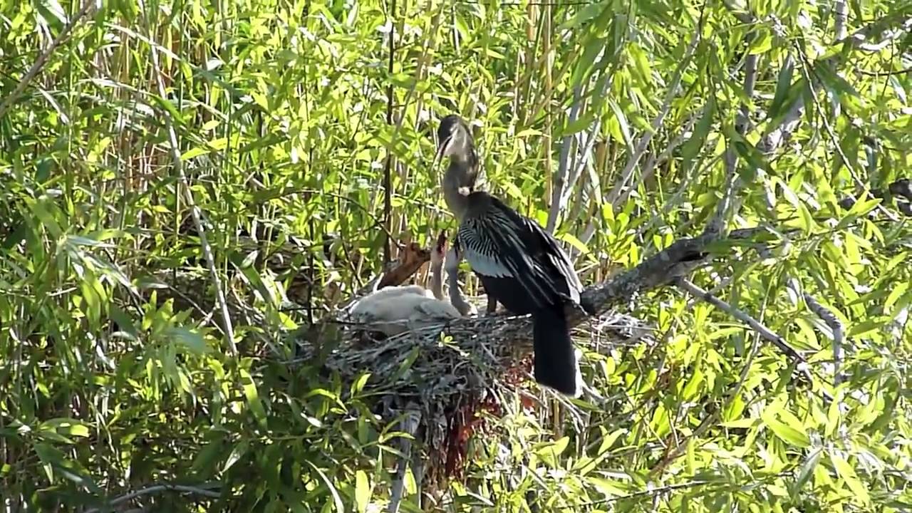 Anhinga family - YouTube