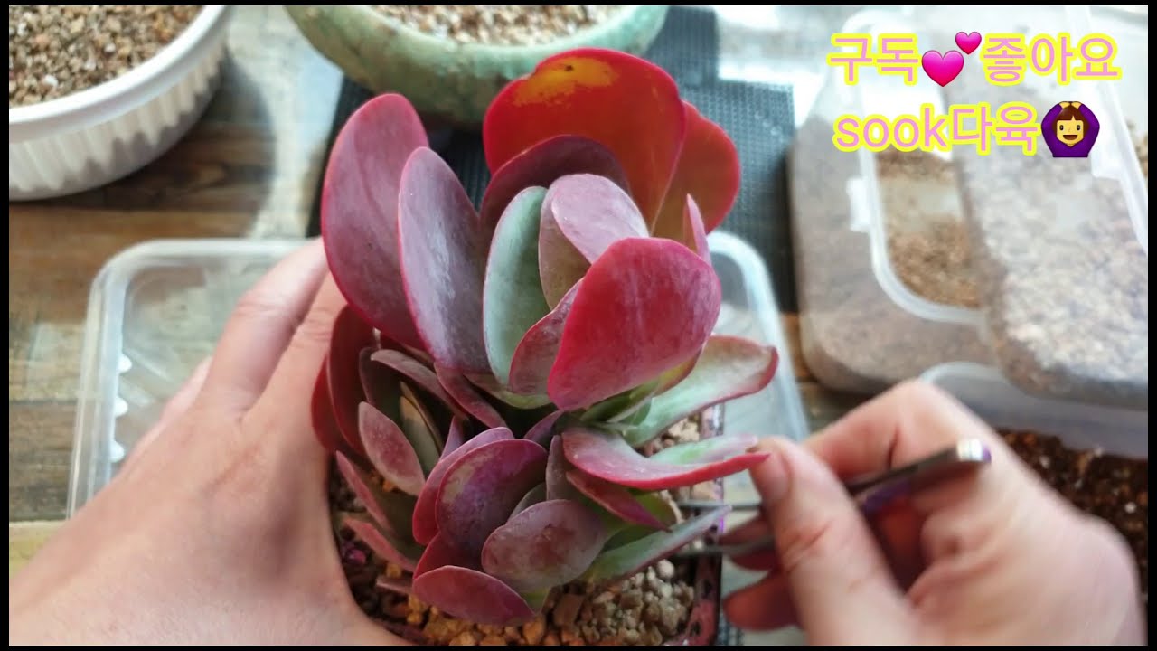 식물이좋아요인기다육이숙다육티비다육이키우기다육식물 초보다육多肉植物succulents다육이다육이들다육베란다다육이