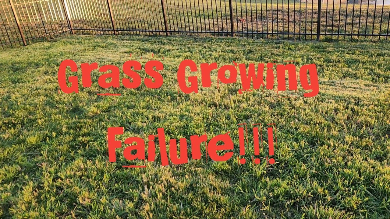 Growing Grass In The Summer Pt2: 3 Reasons Why It's A Bad Idea - YouTube