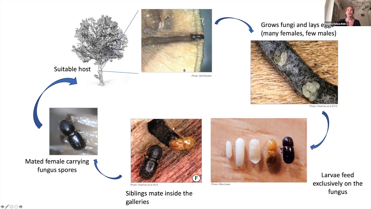 UCCE San Diego Invasive Shot Hole Borer (ISHB) Meeting 10-20-2020 - YouTube