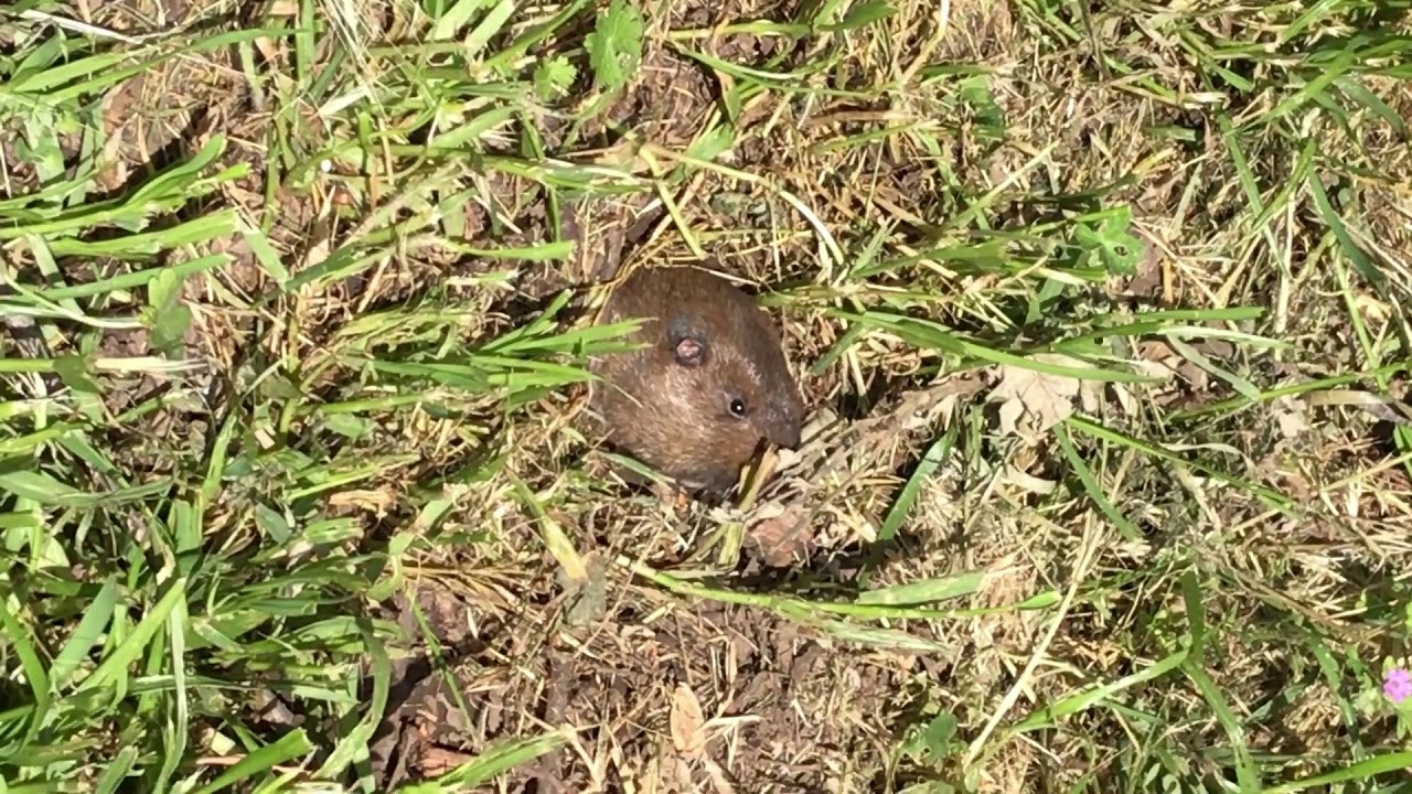 This is a gopher. - YouTube