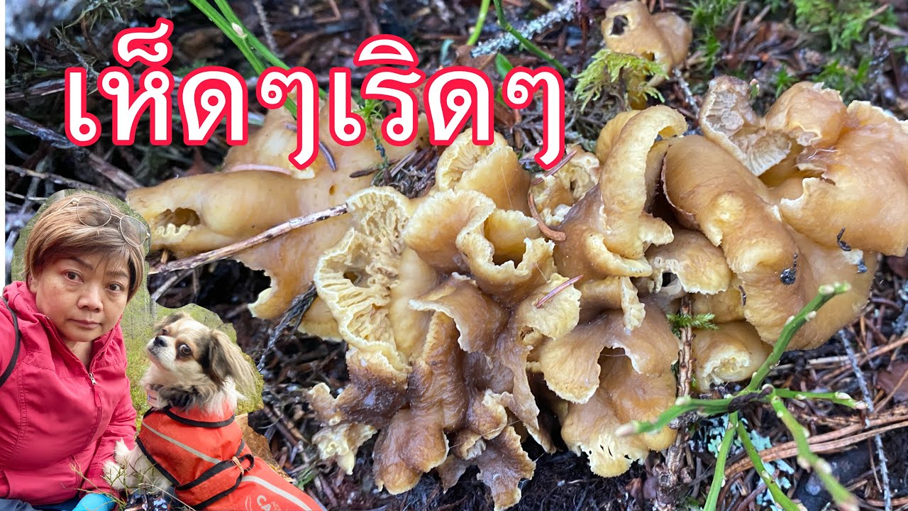 #เก็บเห็ดๆ‼️,เริดๆ,เห็ดดำสวีเดน,#Trattkantarell (Craterellus ...