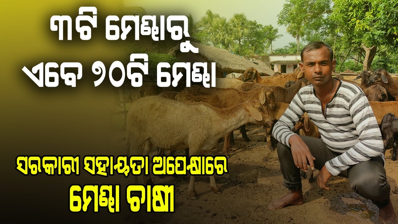 ସରକାରୀ ସହାୟତା ଅପେକ୍ଷାରେ ମେଣ୍ଢା ଚାଷୀ ( sheep farmer of odisha required ...