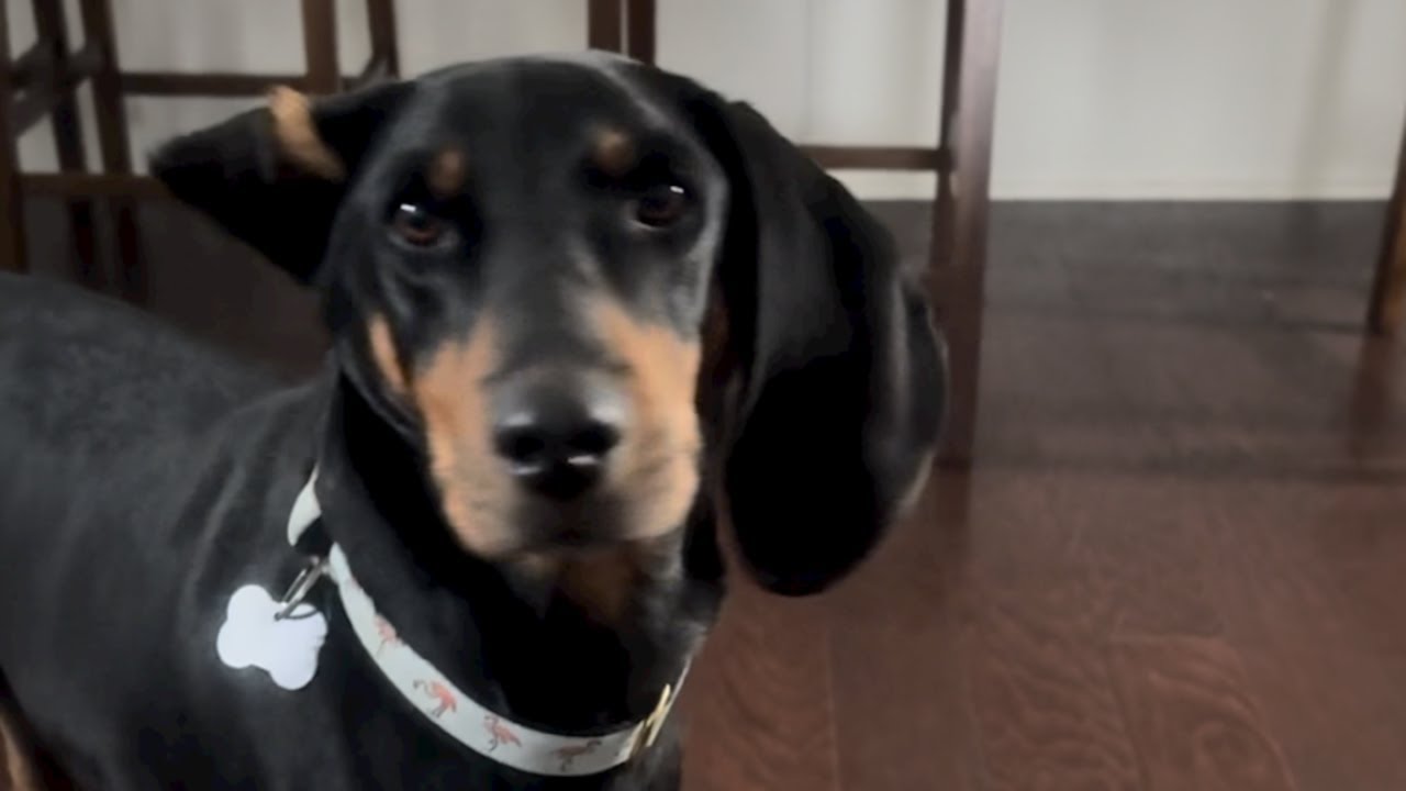 The Hungry Hound's Dinner Time Drama - YouTube