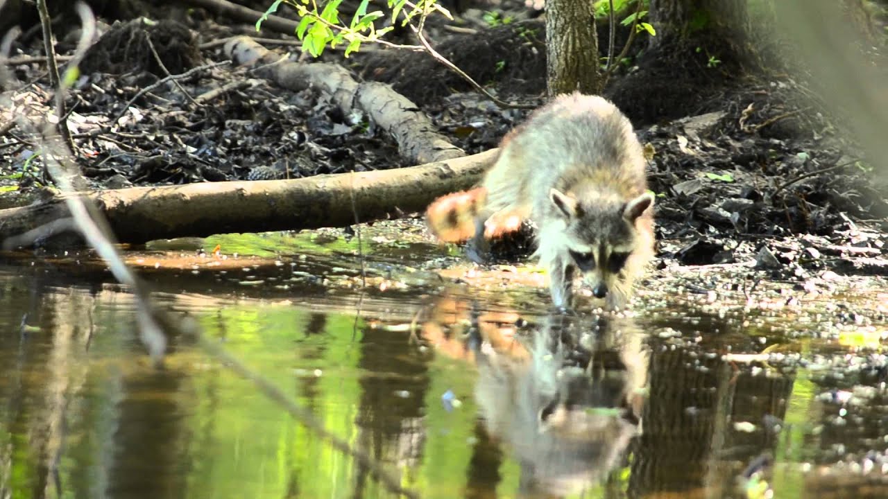 A young raccoon goes fishing - YouTube