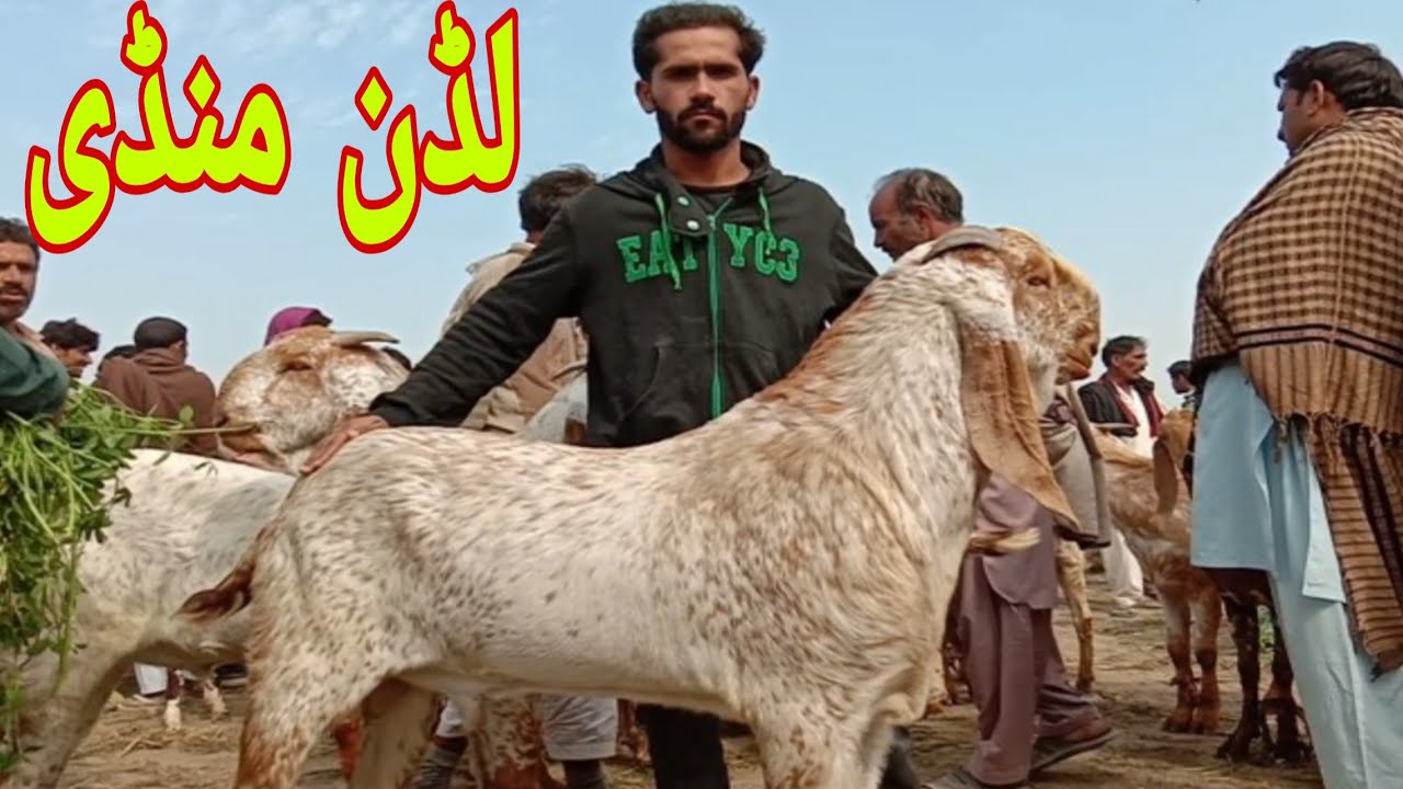 ab sub ki request per brader ki video Bakra Mandi Luddan ki/luddan ...