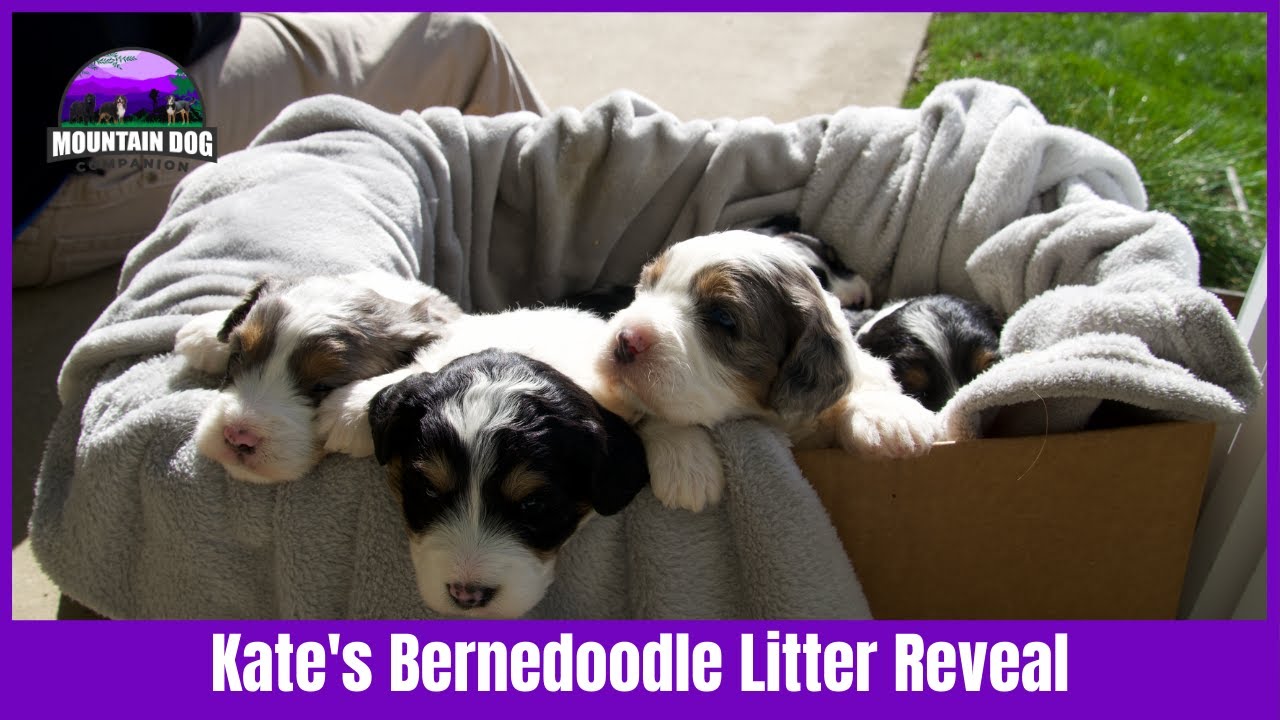 Kate the Bernese Mountain Dog Bernedoodle Litter Update - Nov 6, 2021 ...