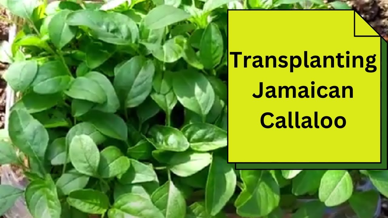 Jamaican Callaloo Plant