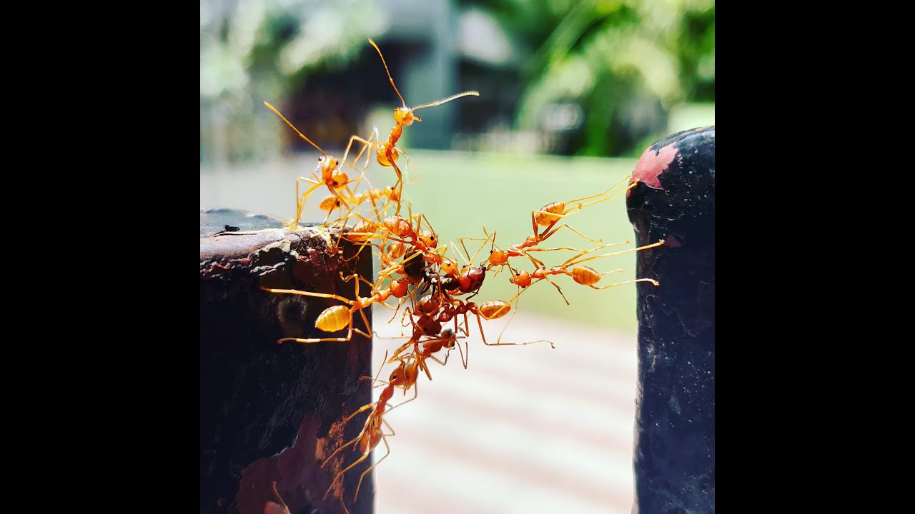 Inspiring Ant|1 minute Inspirational Video|Inspire Videos - YouTube