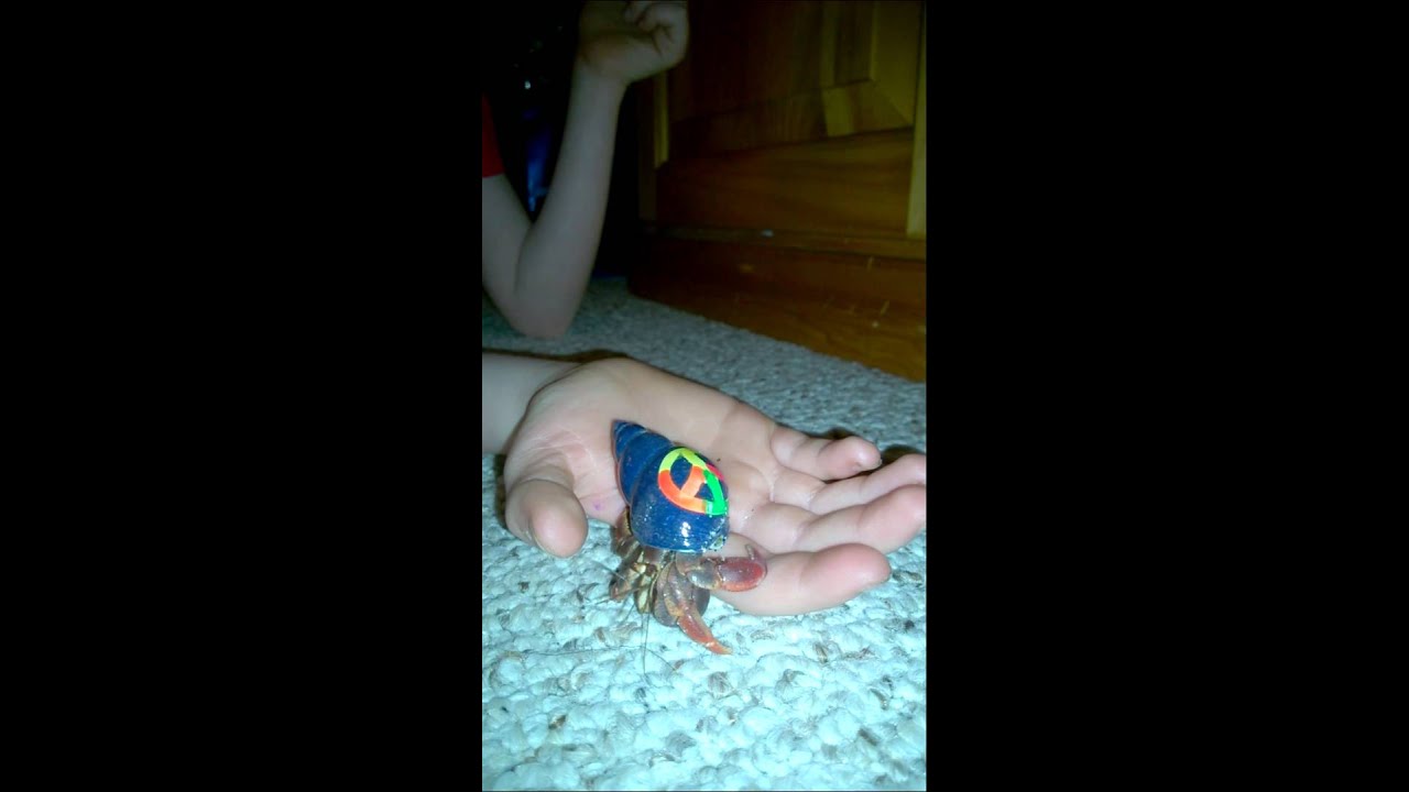 Herman the hermit crab - YouTube