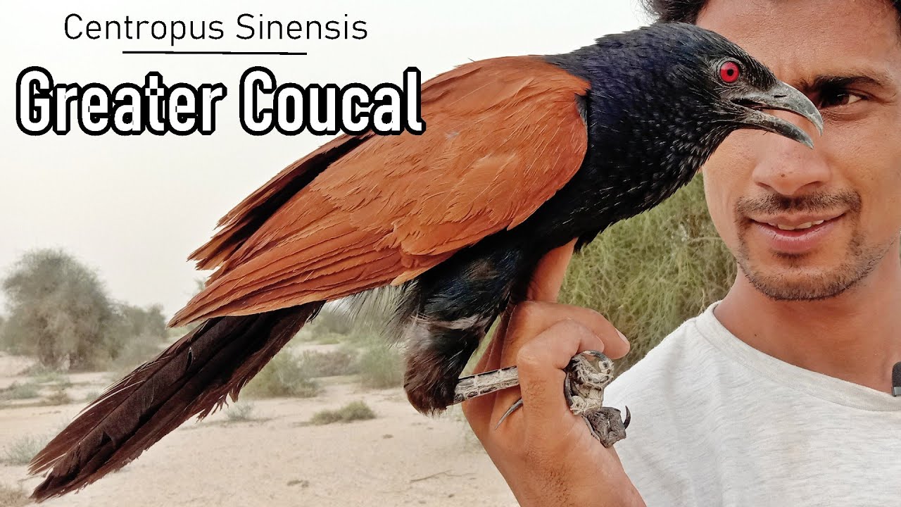 Greater coucal Crow Pheasant |Centropus sinensis| A-Z Information - YouTube