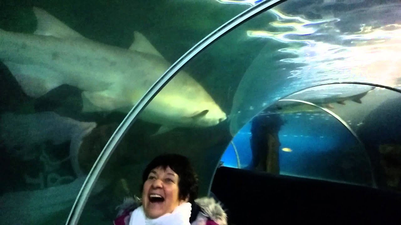 Sharks at the Greater Cleveland Aquarium - YouTube