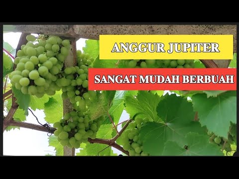 𝐀𝐍𝐆𝐆𝐔𝐑 𝐉𝐔𝐏𝐈𝐓𝐄𝐑 𝐁𝐔𝐀𝐇 𝐏𝐄𝐑𝐓𝐀𝐌𝐀 - YouTube