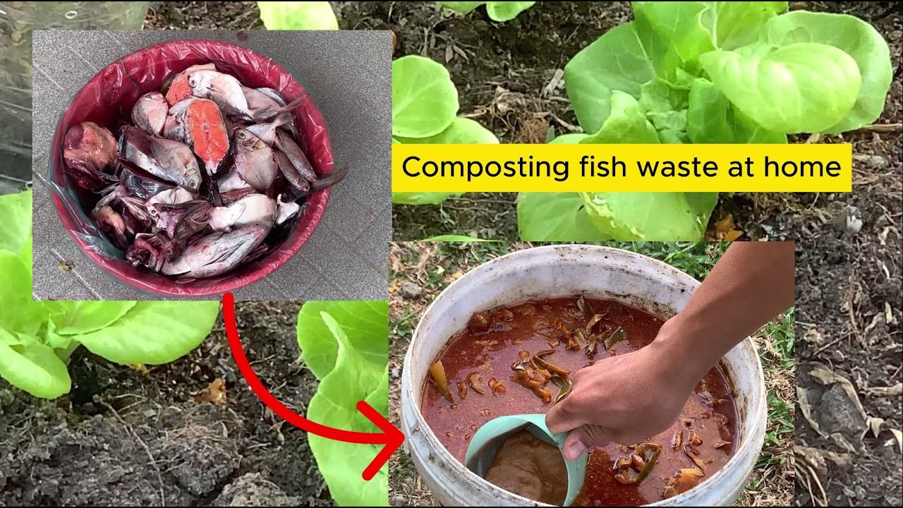 Make composting fish waste at home - YouTube