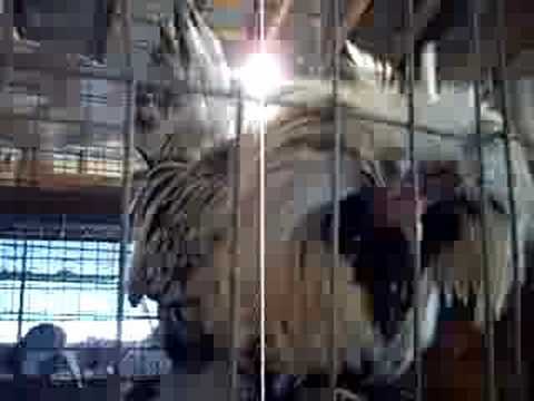 bawk bawk bawk chickens - YouTube