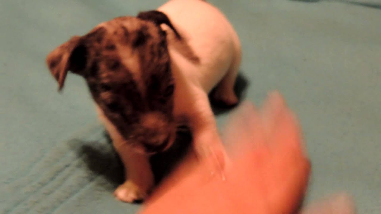 Blue Merle Jack Russell - Male SOLD - YouTube