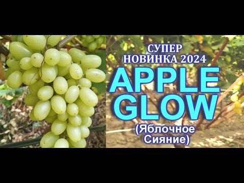 Кишмиш APPLE GLOW - Яблочное Сияние - СУПЕР НОВИНКА В УКРАИНЕ 2024 ...