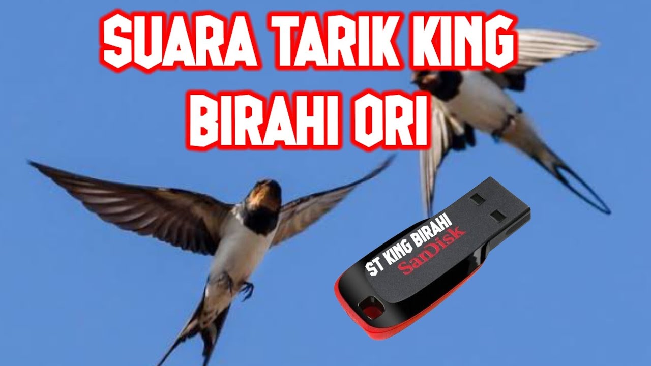 Suara Tarik King Birahi Original - YouTube