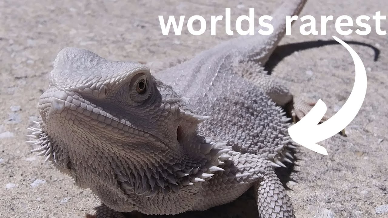 I got the WORLDS RAREST bearded dragon - YouTube