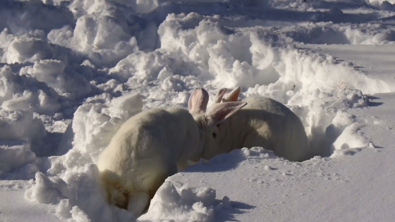 Snowbunnies - YouTube