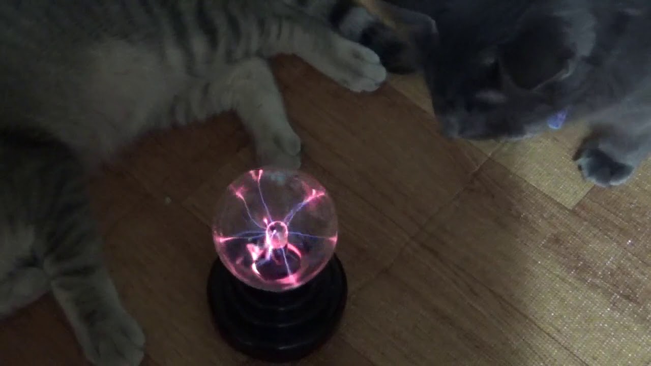 Cats Play with a Plasma Ball - YouTube