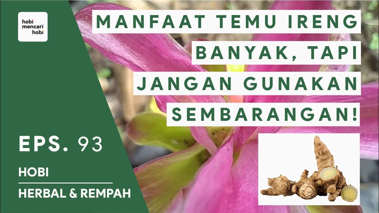 MANFAAT TEMU IRENG UNTUK KESEHATAN - HERBAL REMPAH INDONESIA #93 - YouTube