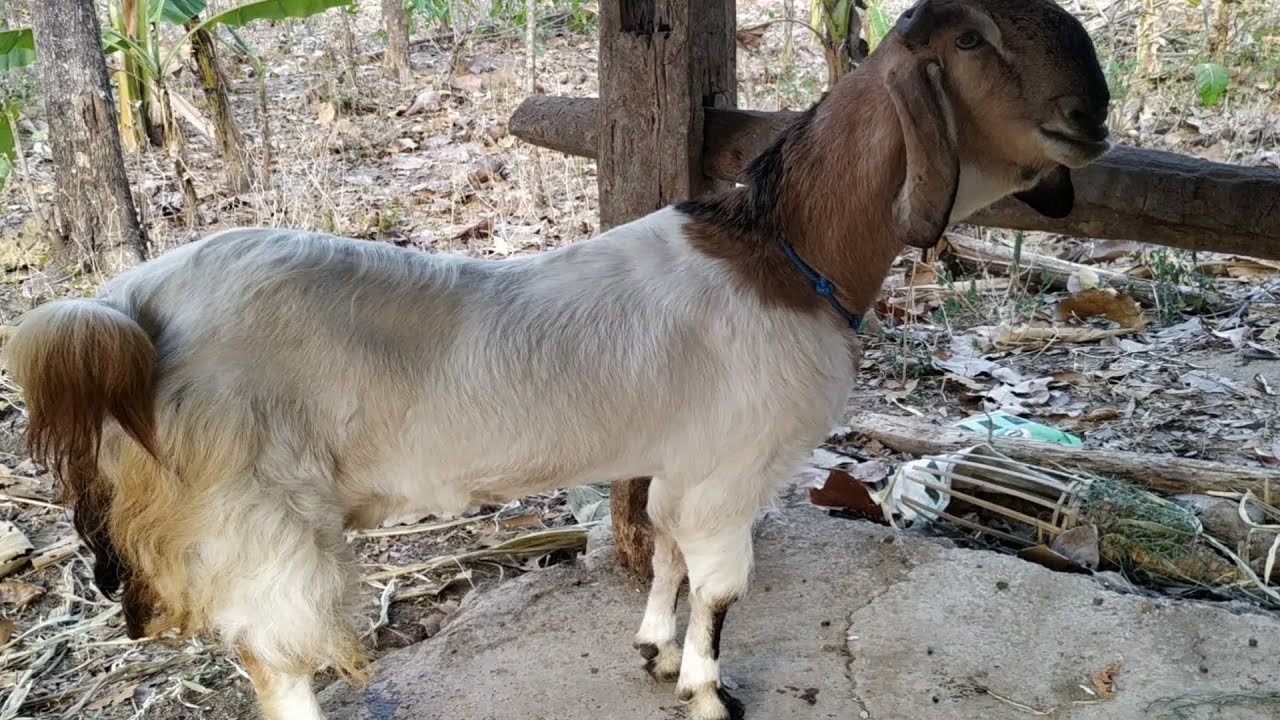 Pilihan Kambing Betina Bligon Yang Siap Untuk Breeding - YouTube