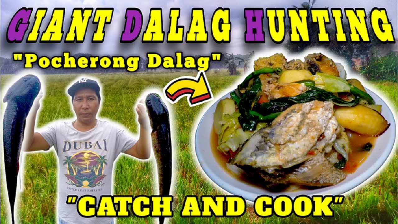 Pocherong Dalag Recipe | Paano Manghuli thru Electric Fishing sa Bukid ...