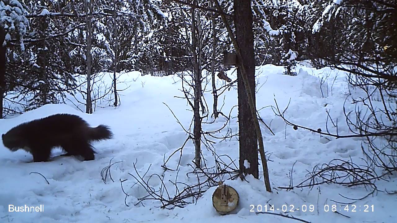 Wolverine in Snow - YouTube