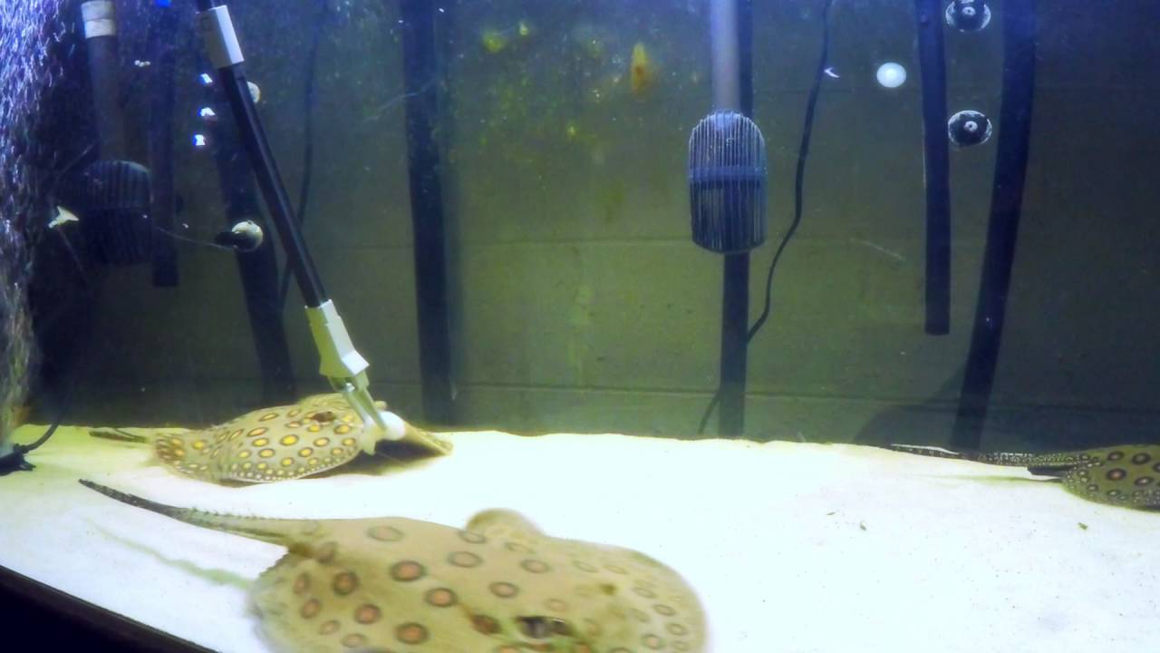 Stingray Feeding - YouTube