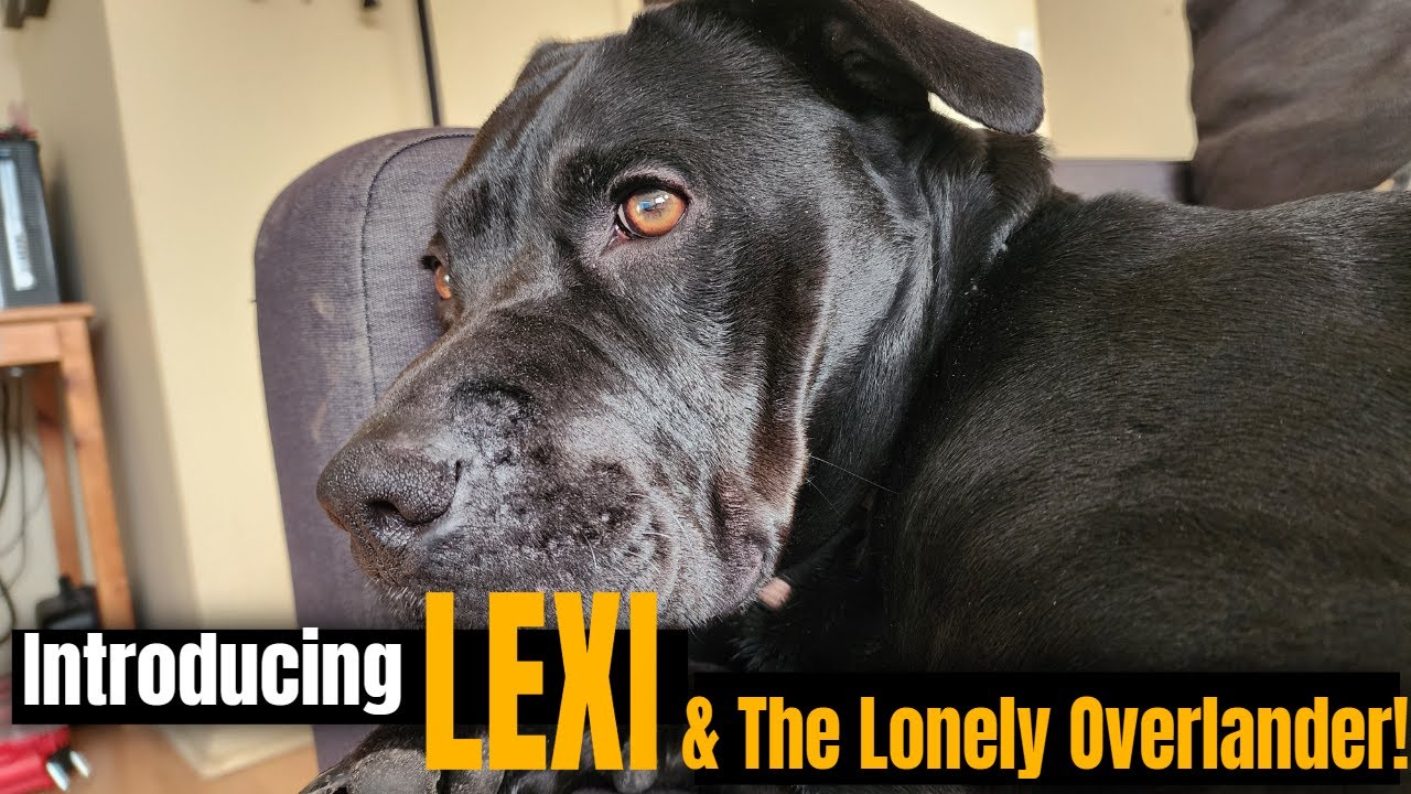 Welcome Lexi the Rescue to my channel! - YouTube