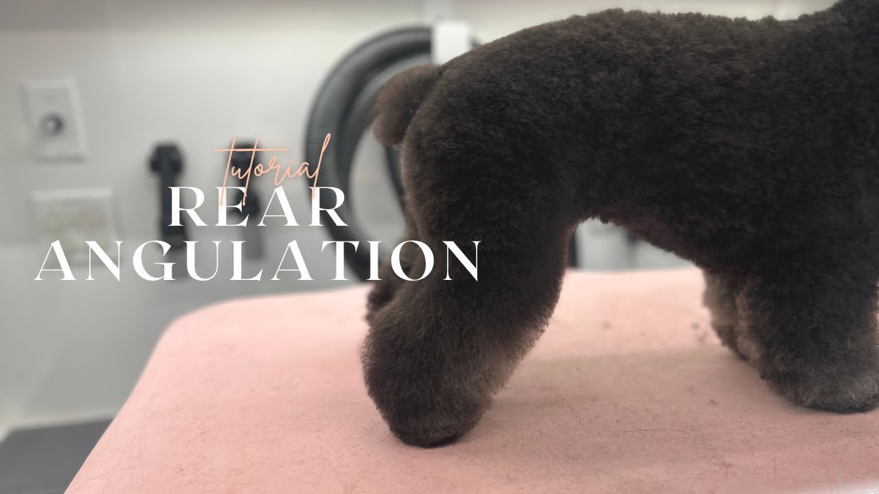 Rear Angulation Tutorial on Toy Poodle - YouTube
