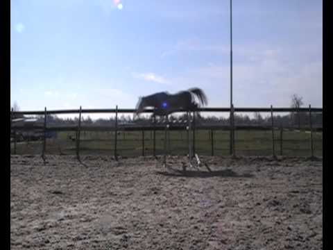 Grey Holsteiner by Colandro (Contender) **SOLD** - YouTube
