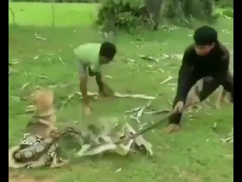 Snake vs dog - YouTube